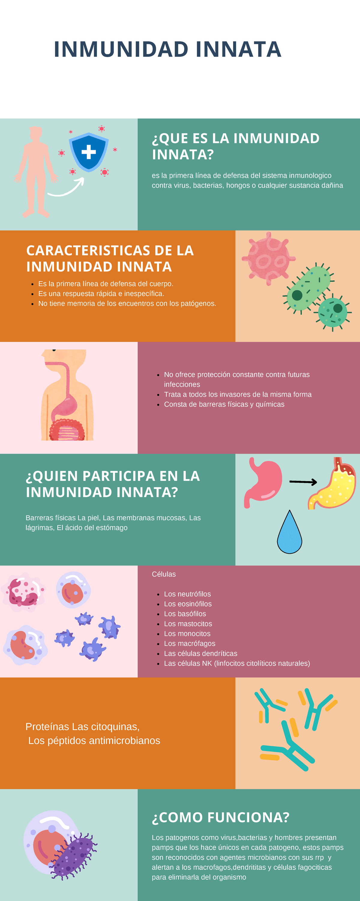Infografia de inmunidad innata - ¿QUE ES LA INMUNIDAD INNATA? es la primera línea de defensa del ...
