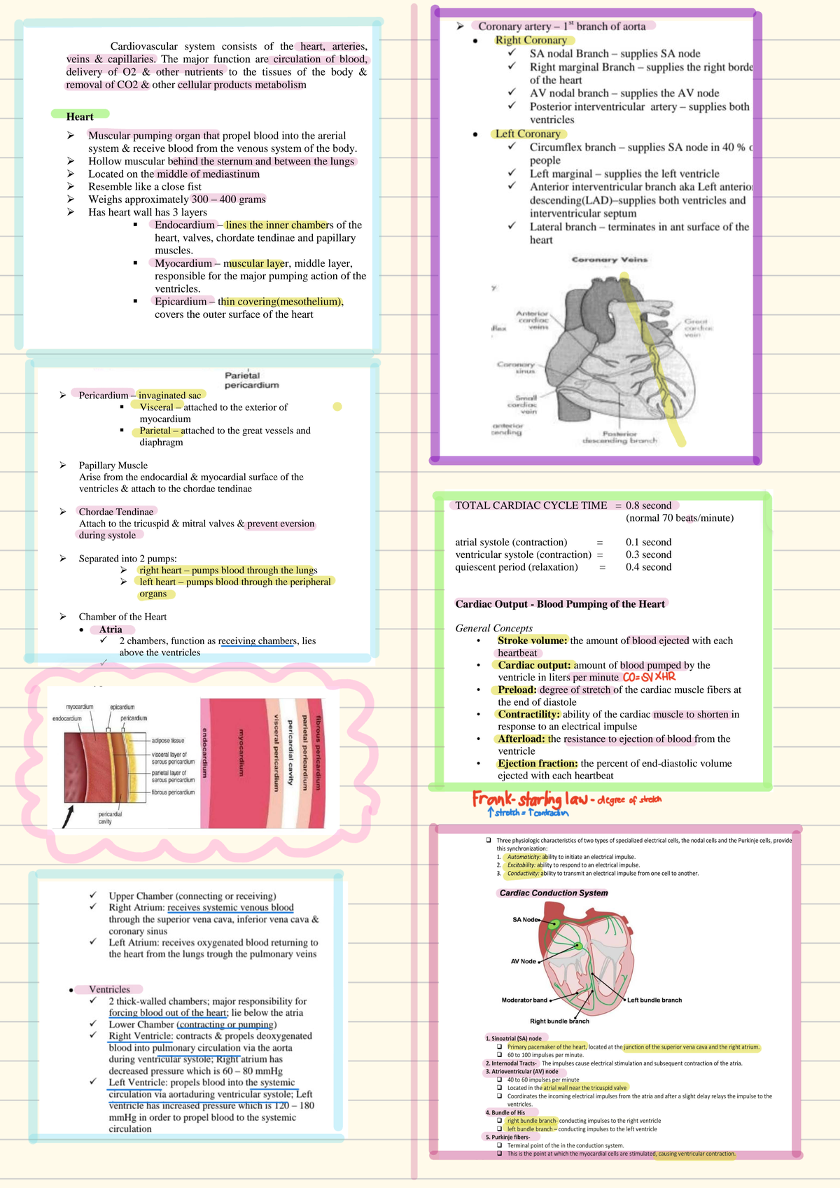 Cardiovascular System Overview: Coronary Arteries and Heart Function ...