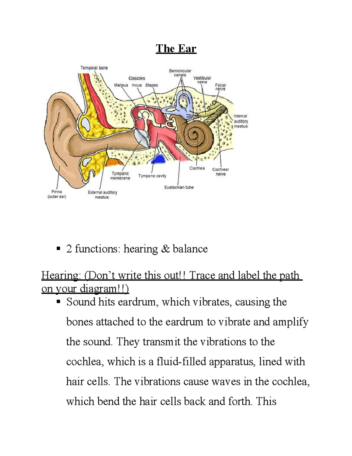 Biology 06: Ear Functions and Sound Pathway Review Notes - Studocu