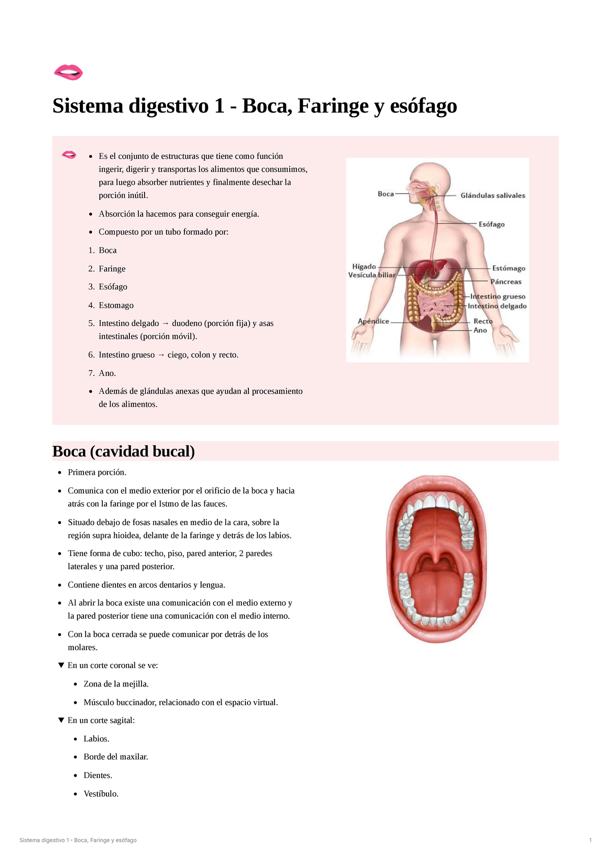 Sistema Digestivo 1: Boca, Faringe y Esófago - Anatomía y Funciones ...