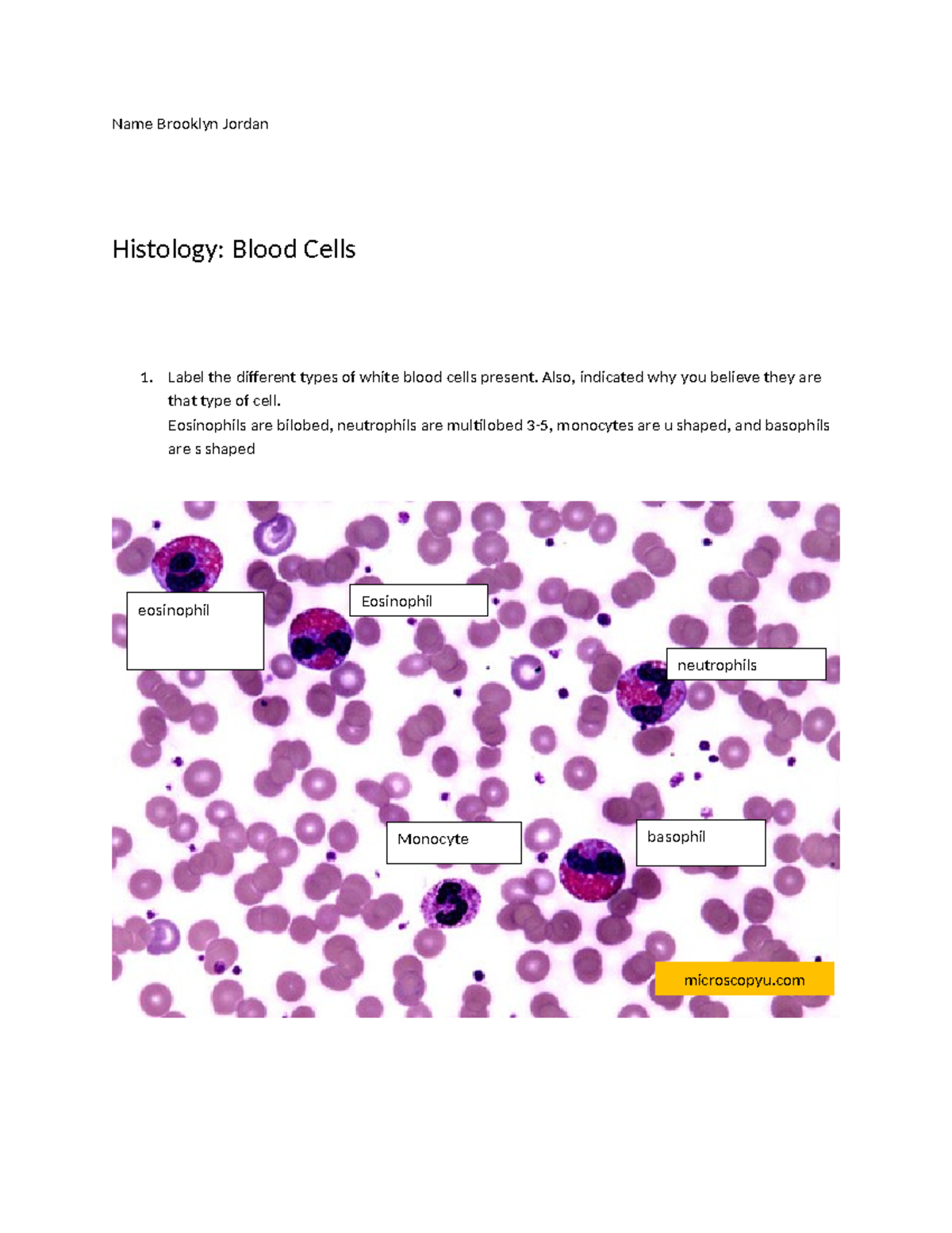 Histology Lab Notes: Week 1 Blood Cell Identification - Studocu