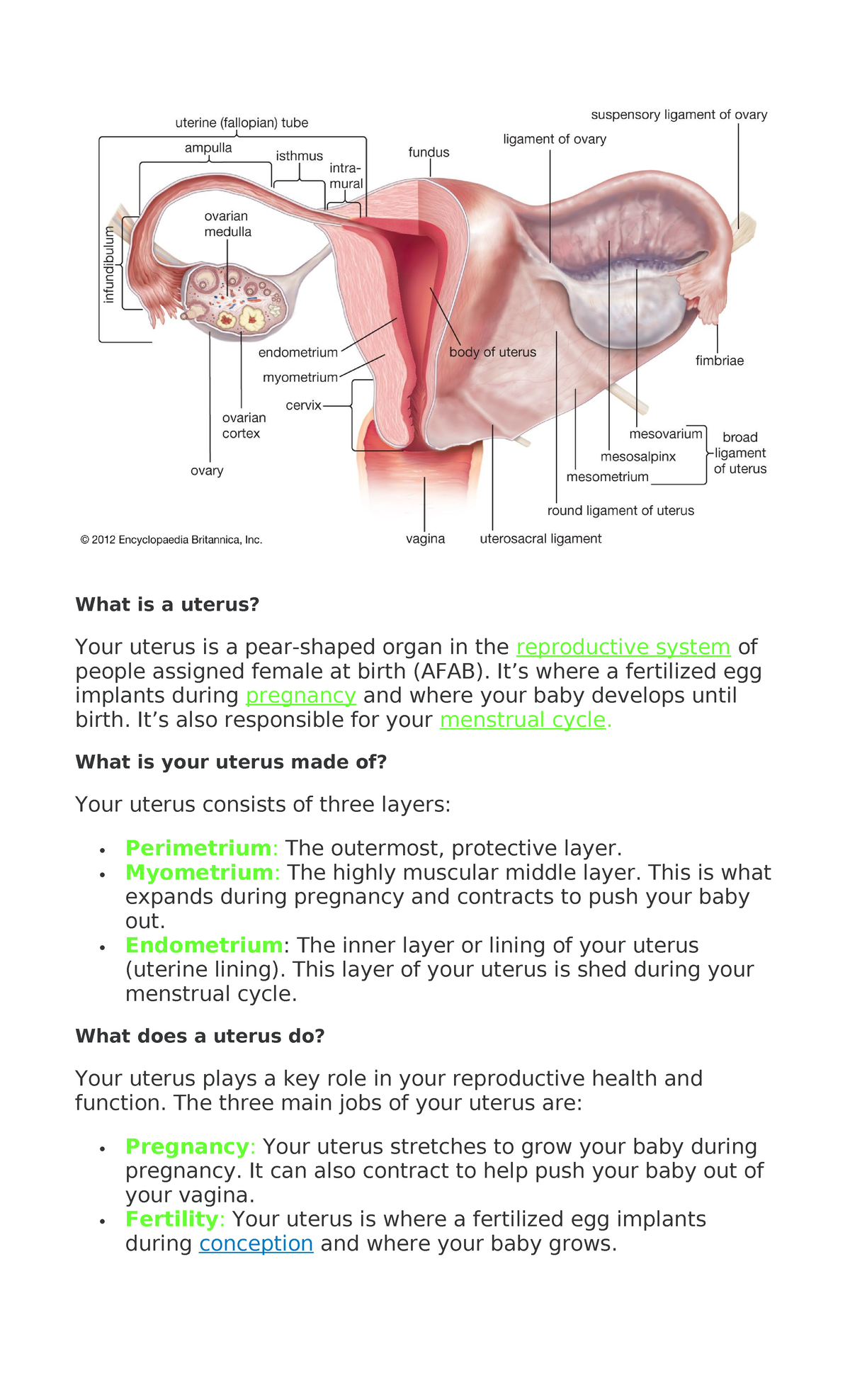 What is uterus 2 - science - What is a uterus? Your uterus is a pear ...