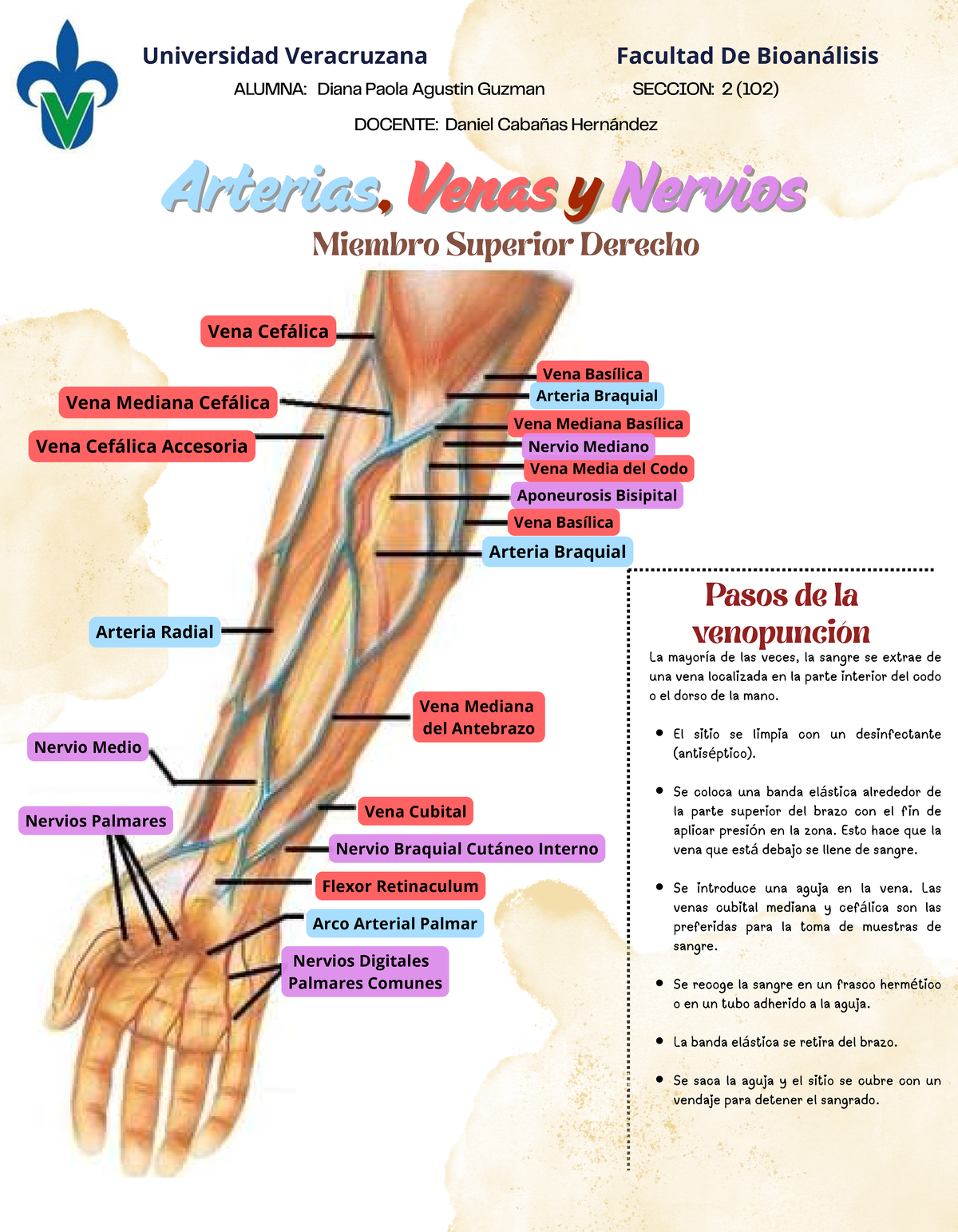 Anatomía Del Nervio Del Brazo Superior