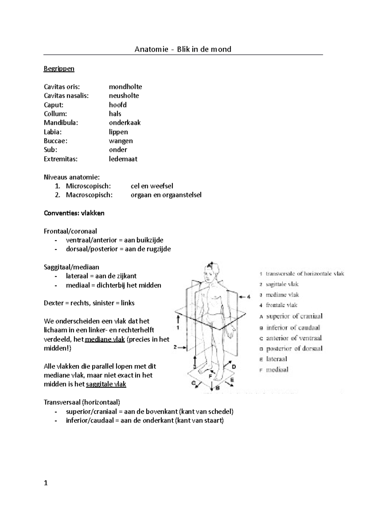 Anatomie van de Mondholte: Begrippen en Structuren (1. Blik in de mond ...