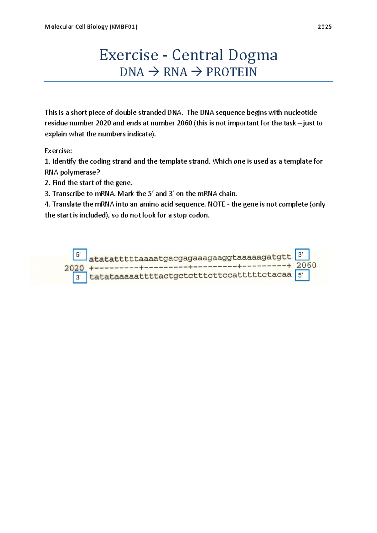 Molecular Cell Biology KMBF01 Exercise: Central Dogma of Gene ...