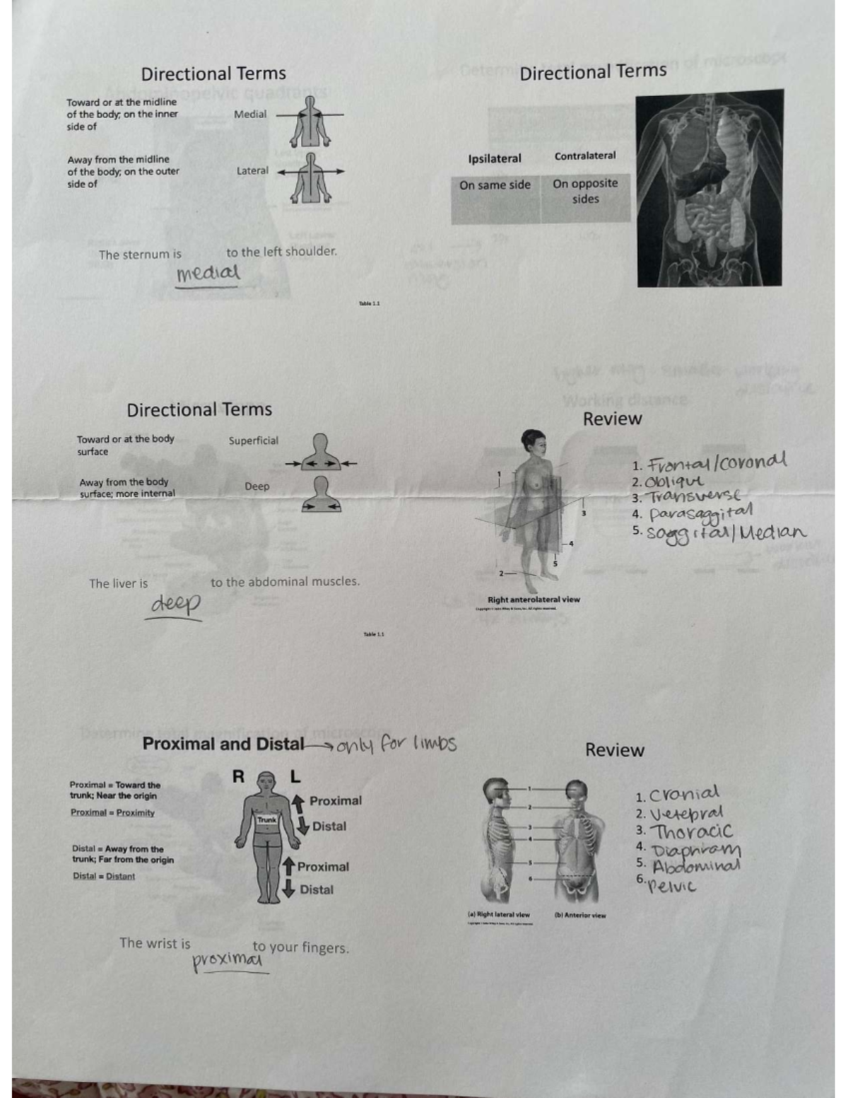 Directional Terms Review for Anatomy (ANAT 101) - Studocu