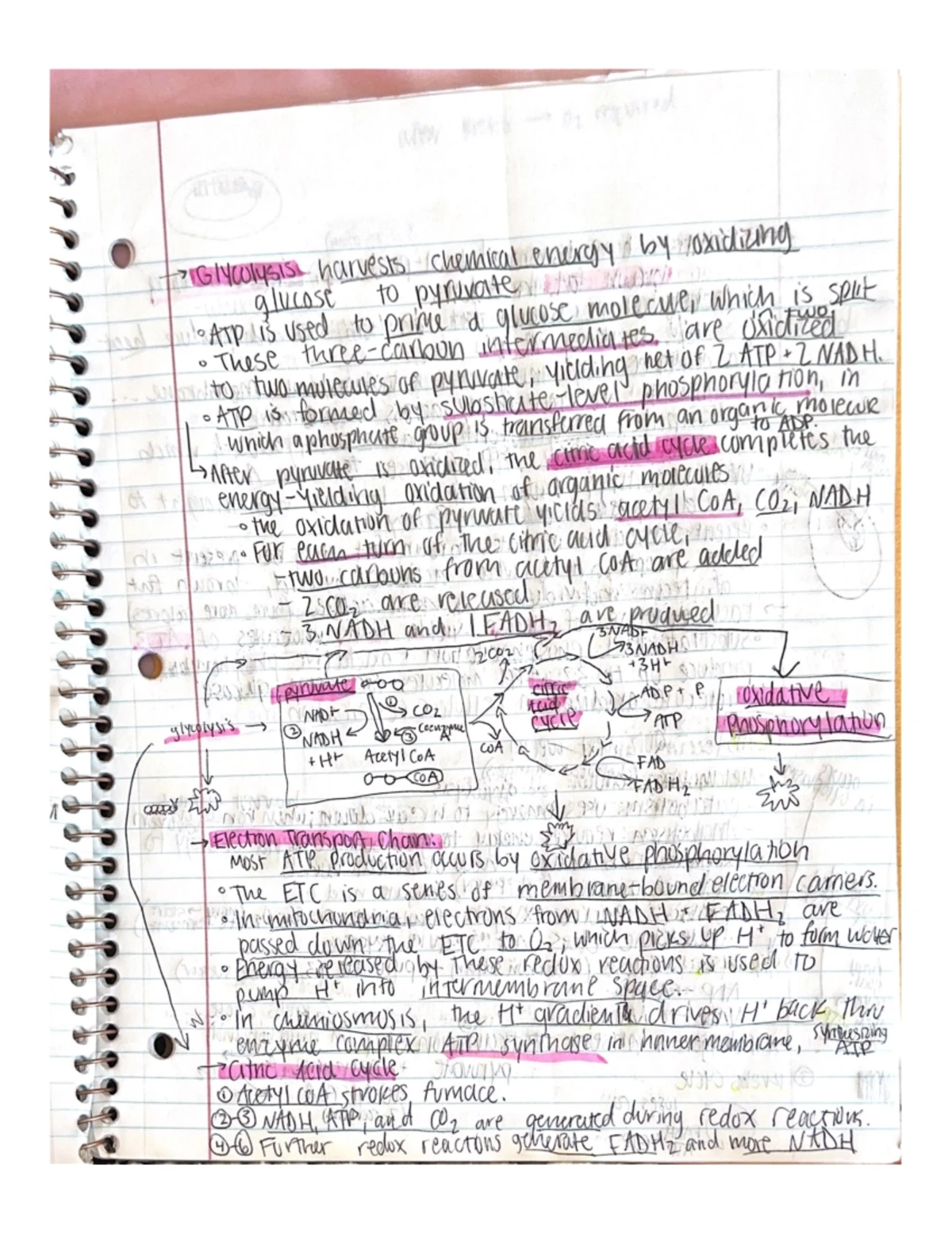 Photosynthesis: Detailed Overview of Light Reactions and Calvin Cycle ...