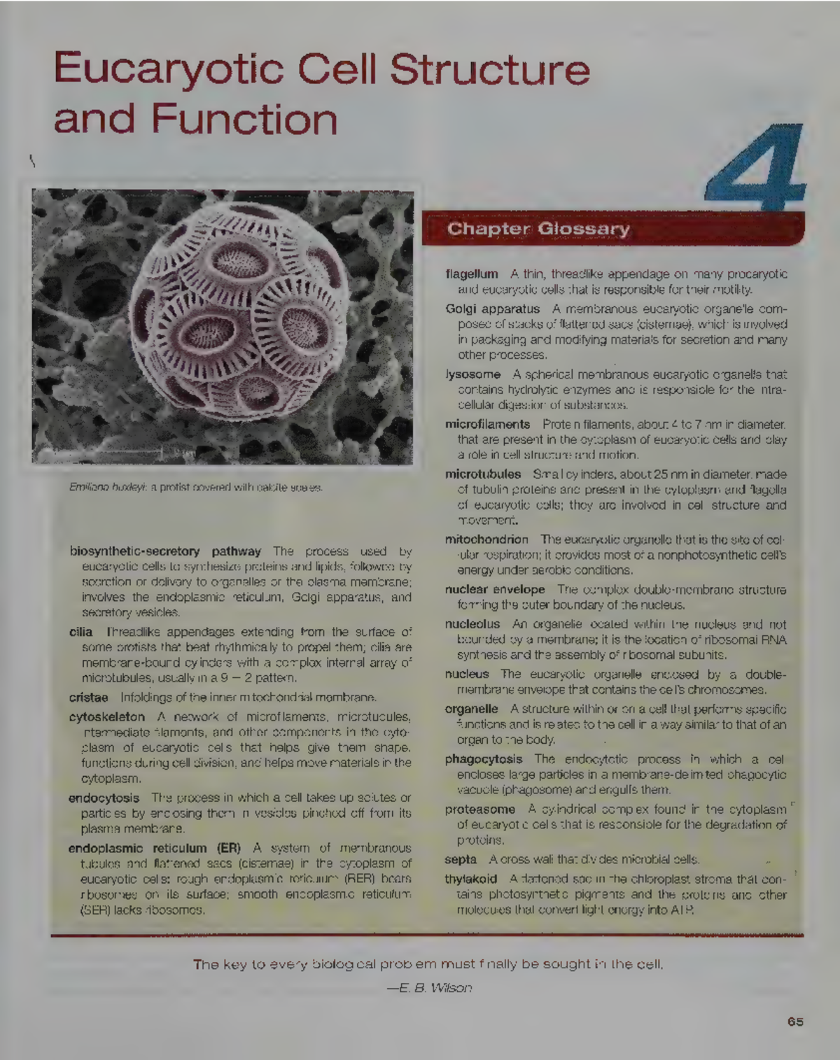 Microbiology Chapter 4 & 5: Eucaryotic Cell Structure and Function ...