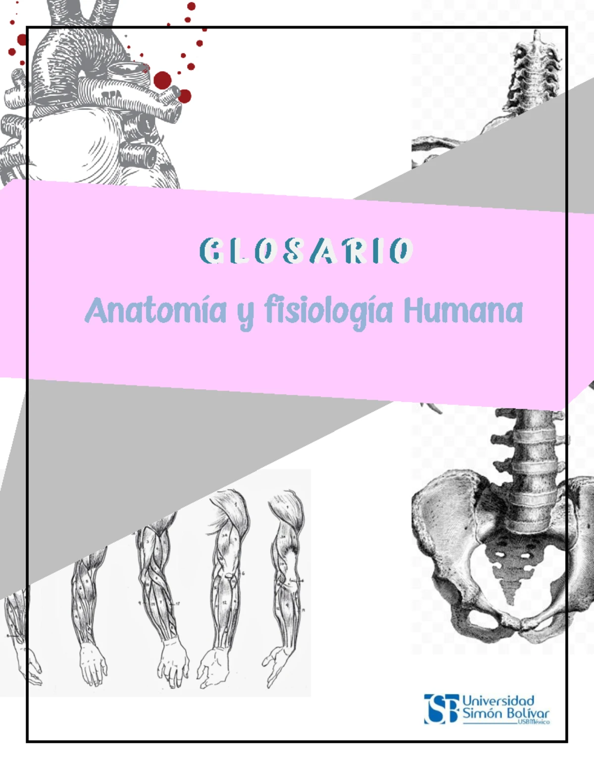 Formula vertebral de los animales - Formula vertebral: Equino Bobino ...