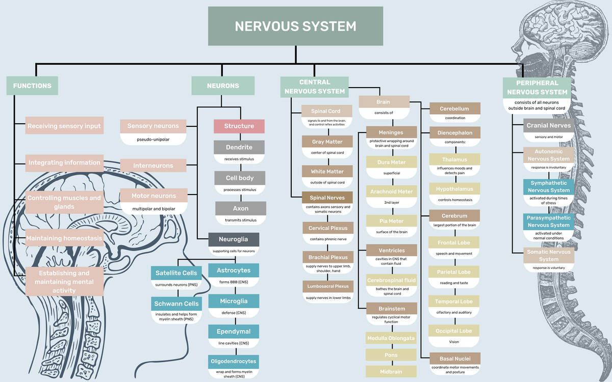 Nervous System Map