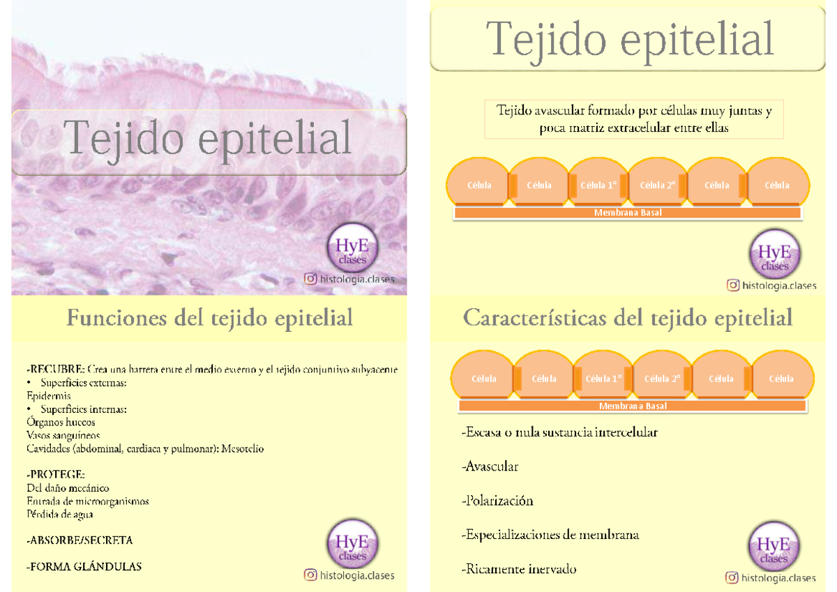 Tejido Epitelial: Estructura y Funciones de la Membrana Basal - Studocu