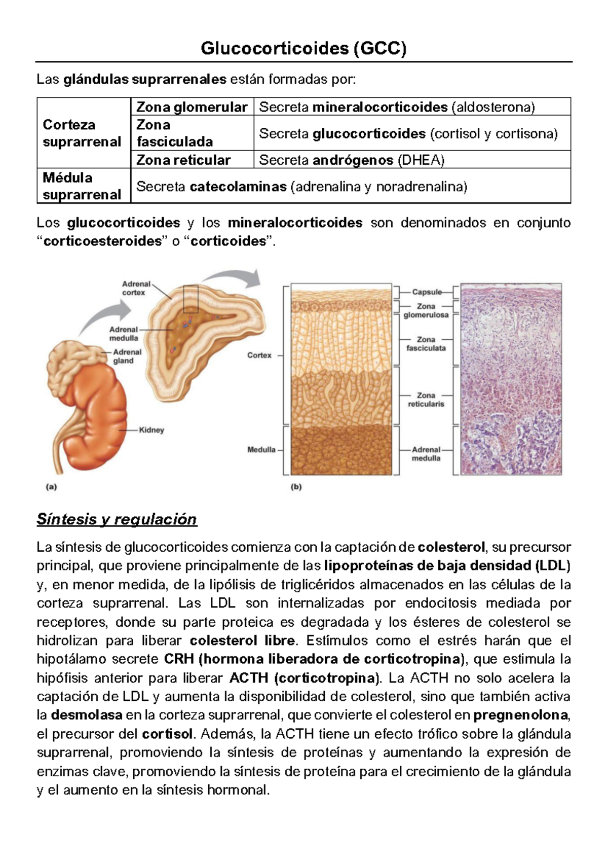 Glucocorticoides (GCC): Síntesis, Regulación y Efectos en el Organismo ...