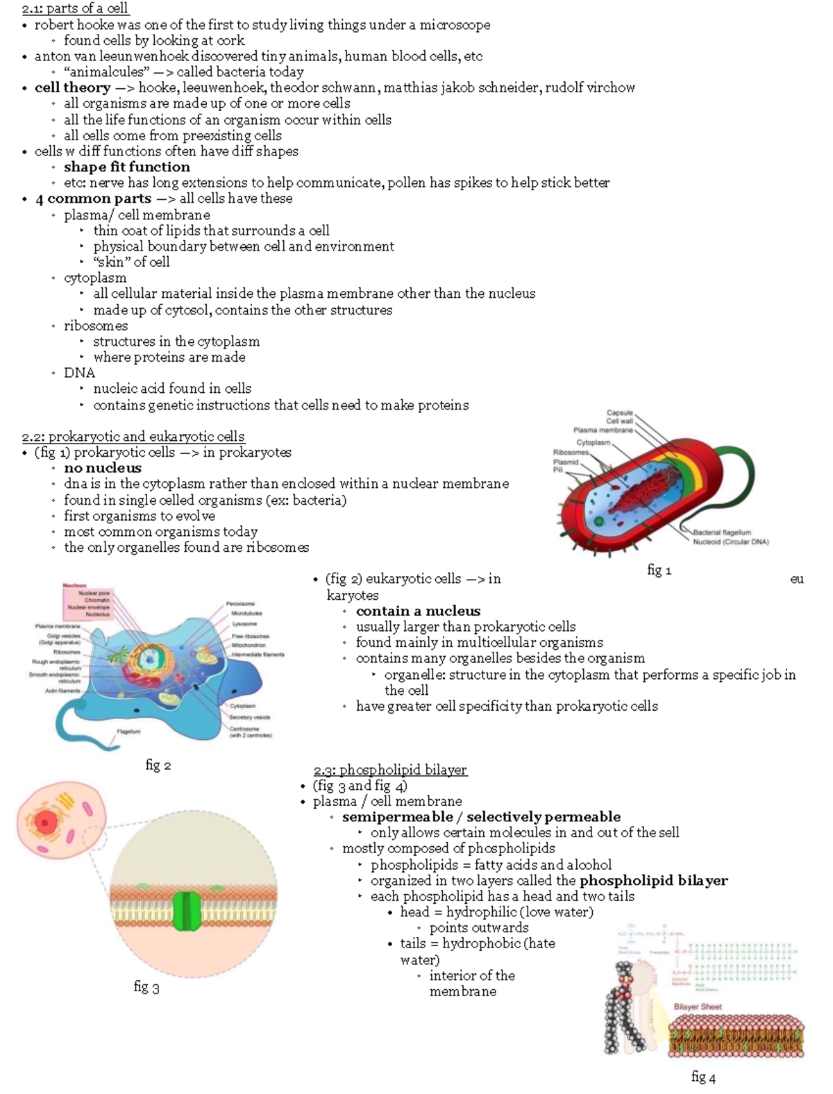 Module 3 Notes: Cell Structure & Function (2.1-2.16) - Studocu