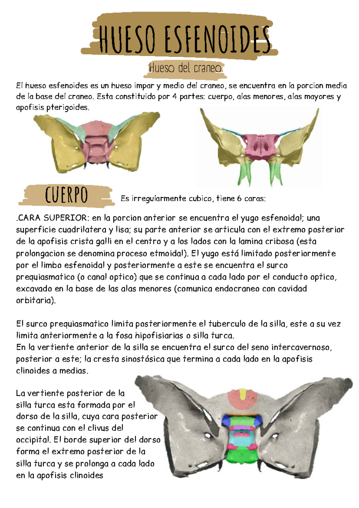 HUESO ESFENOIDES: Estructura y Funciones del Cráneo - Studocu