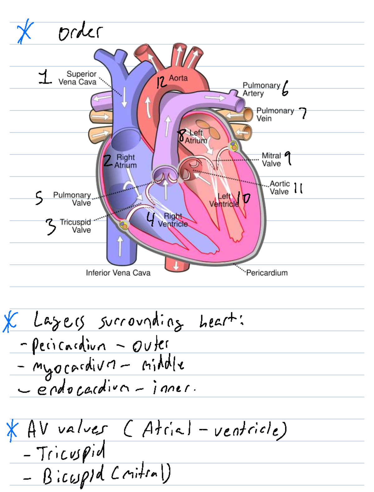 Cardio System for Animals: Layers of the Heart and Pump Cycle - Studocu