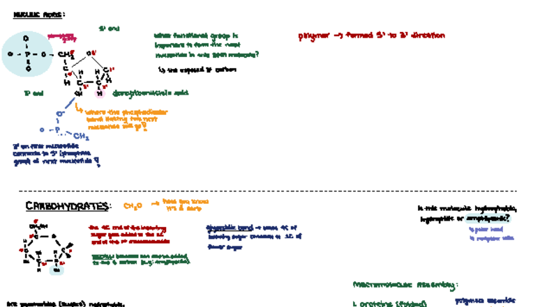 BIOL 112: Macromolecule Notes - Nucleic Acids & Carbohydrates Overview ...