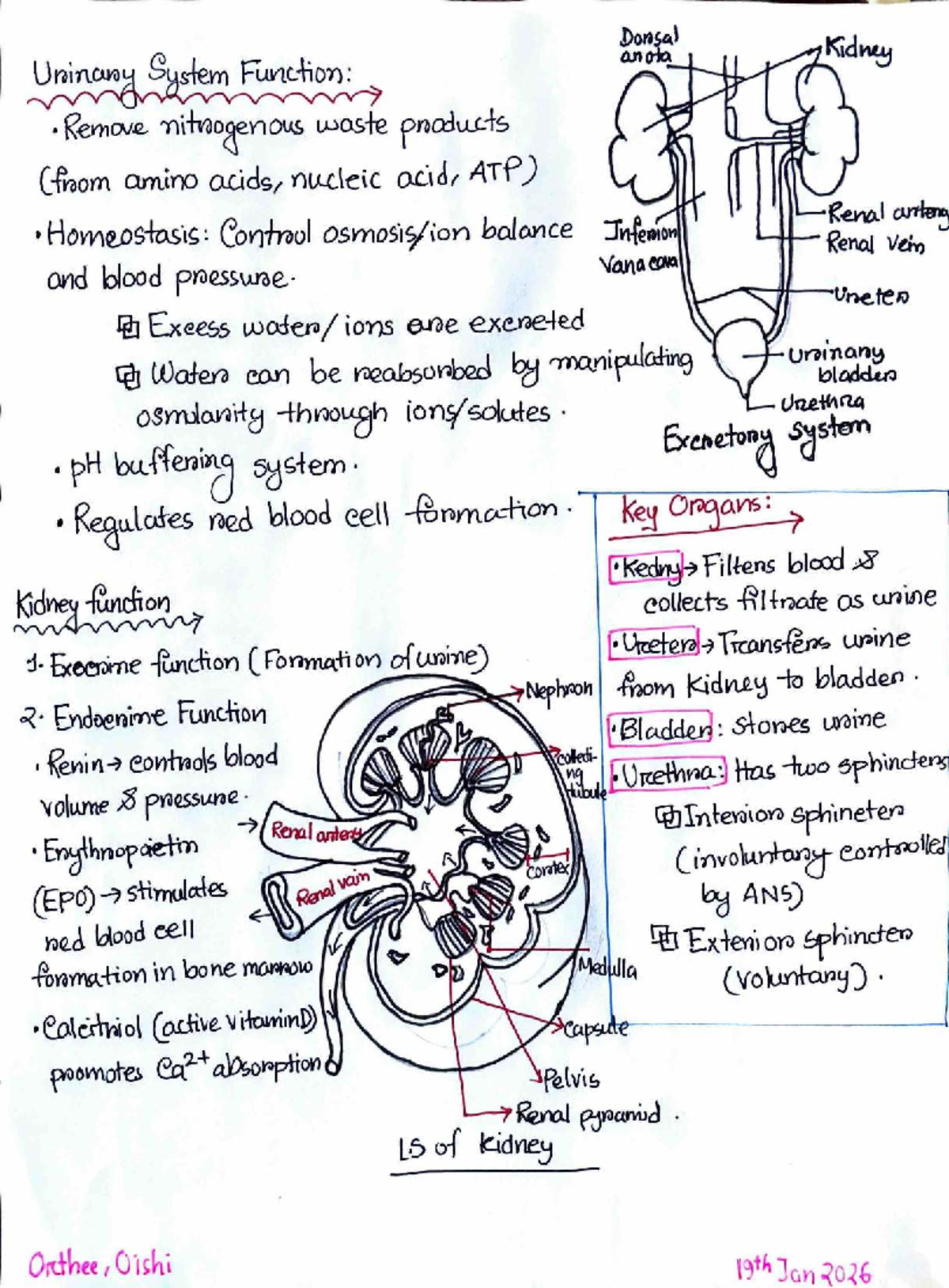 Unit 4 Summary: Renal Function and Blood Pressure Regulation - Studocu