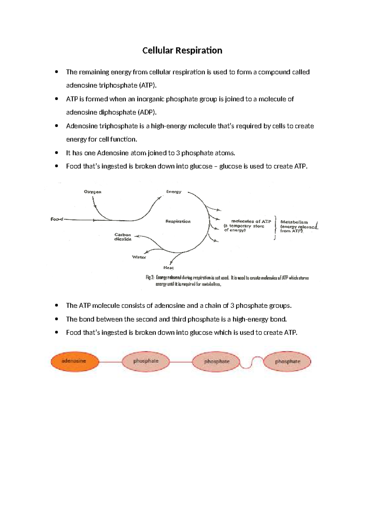 WV Cellular Respiration: ATP Production and Energy Transfer - Studocu