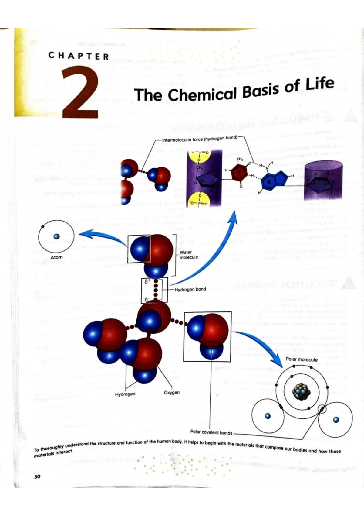 C2 Anatomy: Chapter 2 - The Chemical Basis of Life and Intermolecular ...