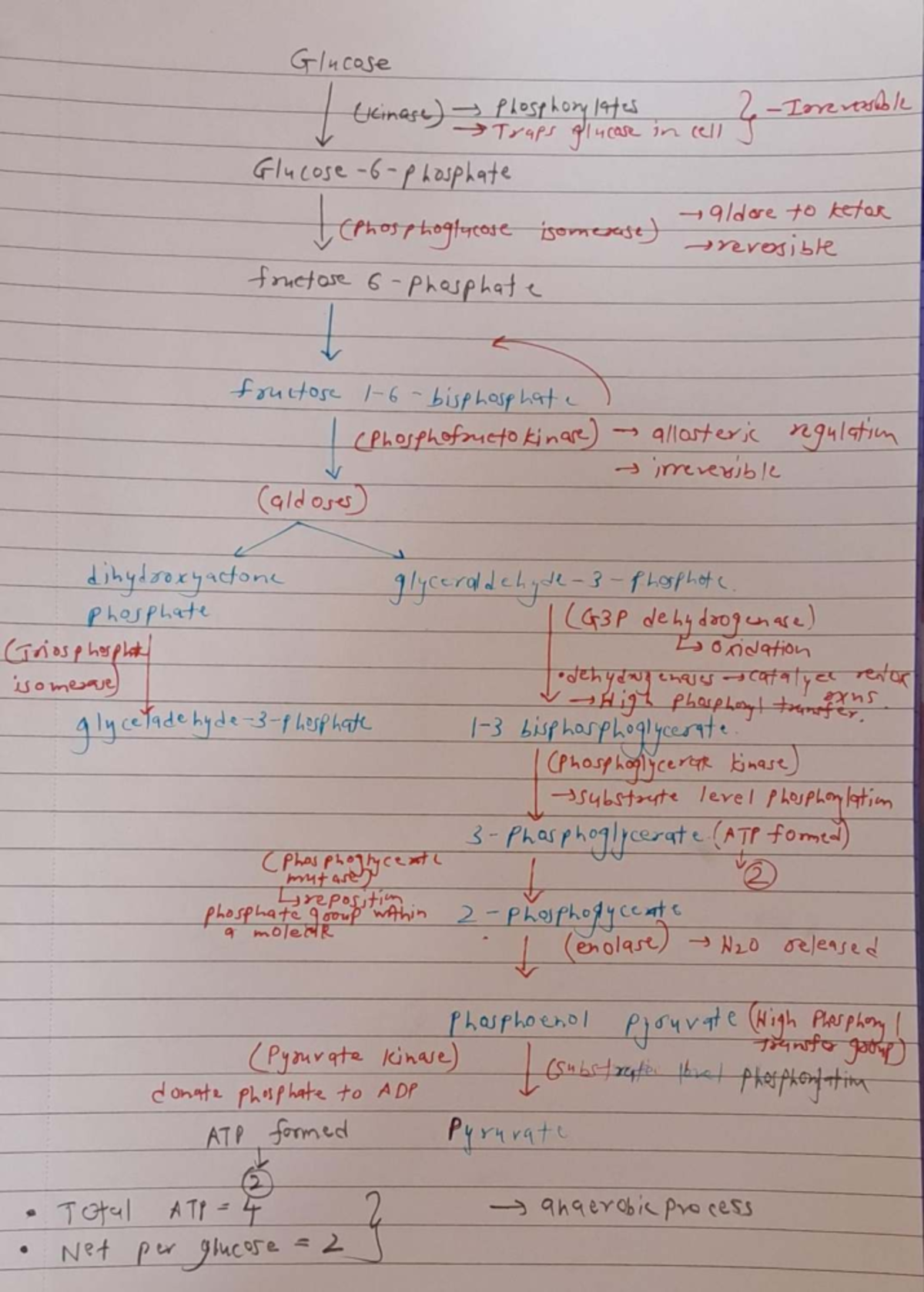Glycolysis and Krebs Cycle Overview (BIO 101) - Key Processes Explained ...