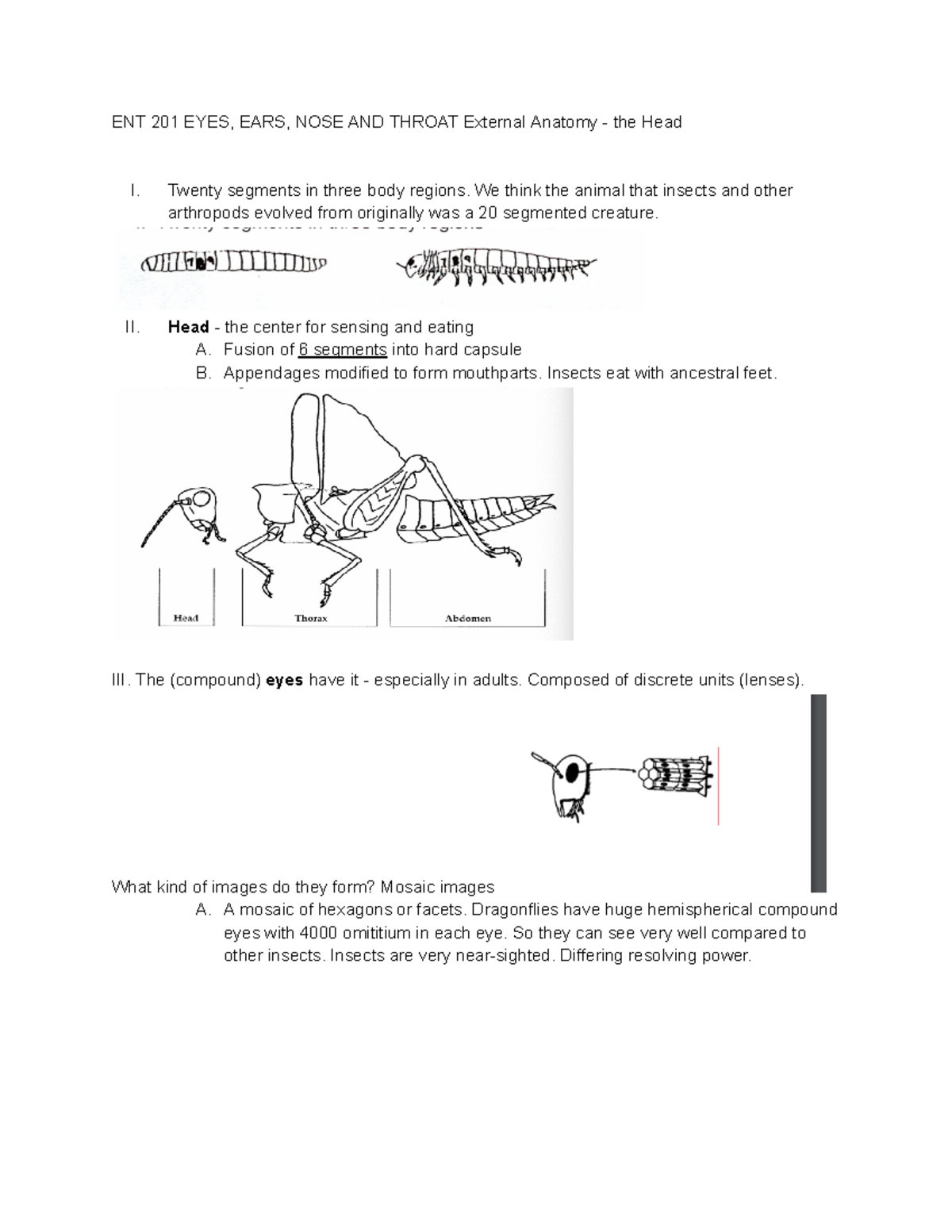 ENT 201 Final Exam: External Anatomy of Insects - Head and Mouthparts ...