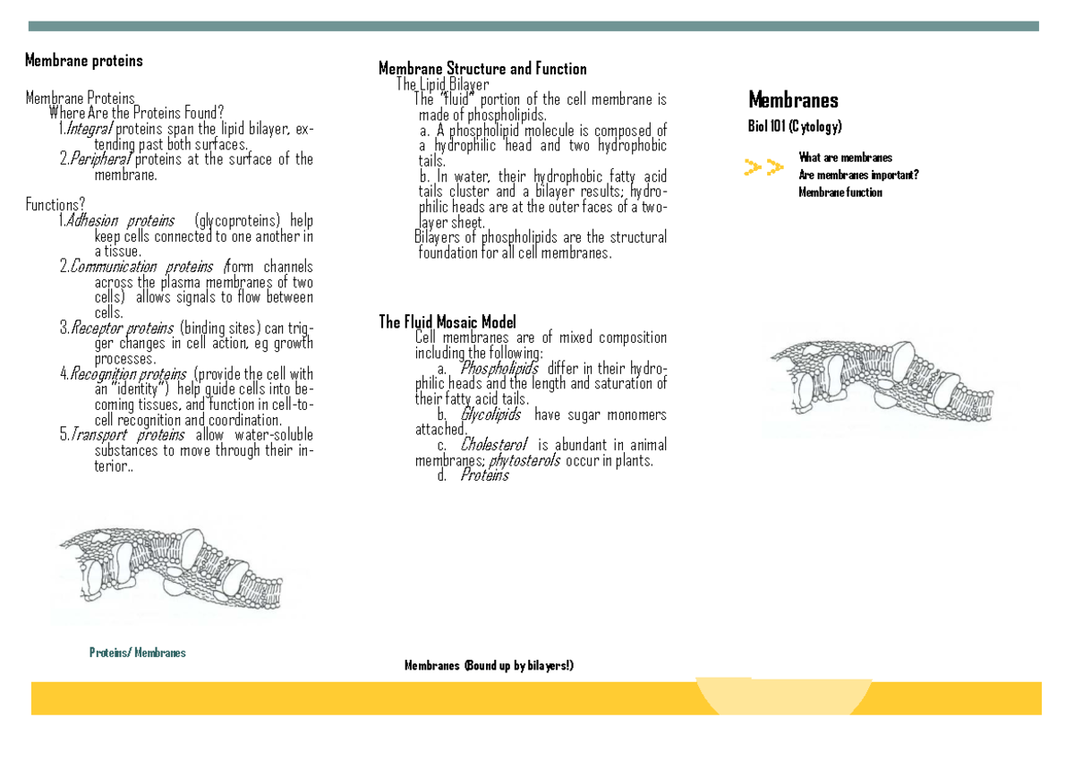 Membrane Proteins and Structure: Biol 101 Notes 2025 - Studocu