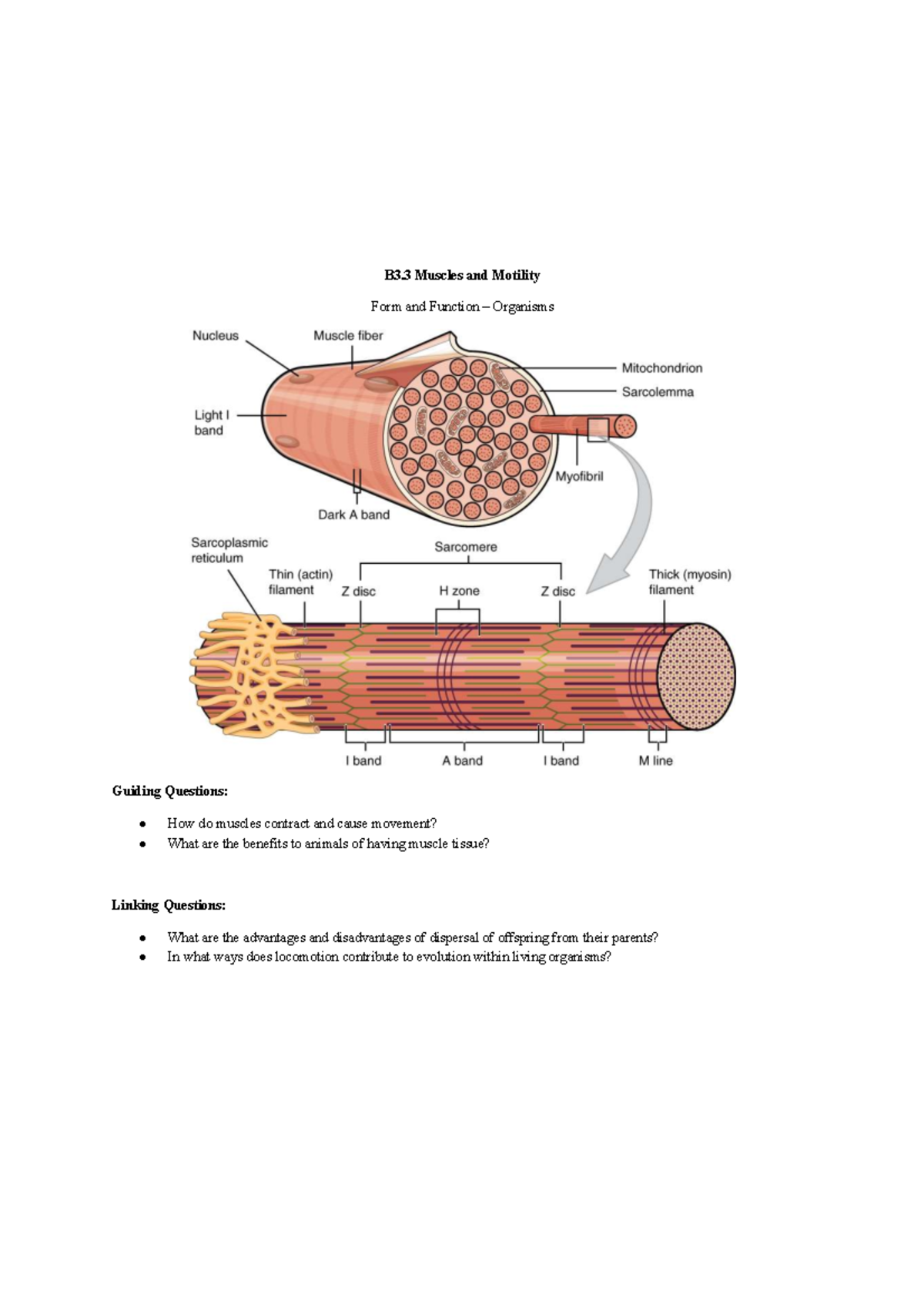 B3.3 Muscles and Motility: Structure, Function, and Movement Insights ...
