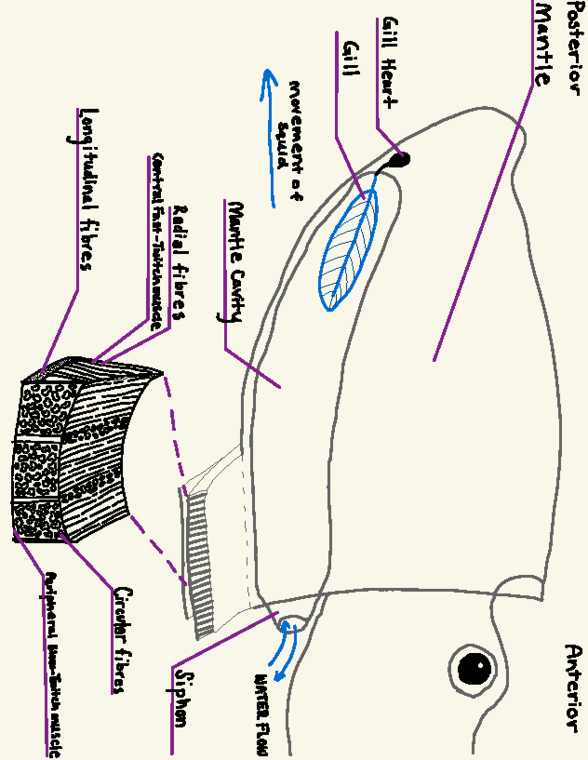 Untitled (Draft) - image of the anatomy of squid jet propulsion ...