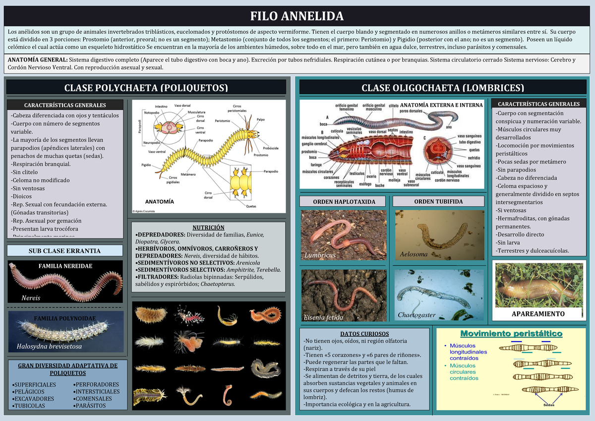 Infografía - Filo Annelida (Características generales) - FILO ANNELIDA ...