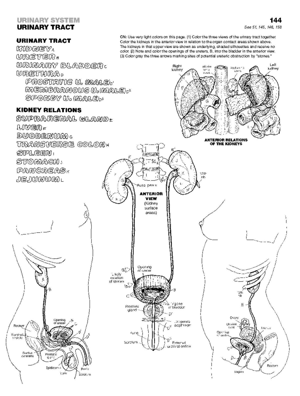 Urinary System Coloring Guide: Tract & Kidney Anatomy CN 144 - Studocu