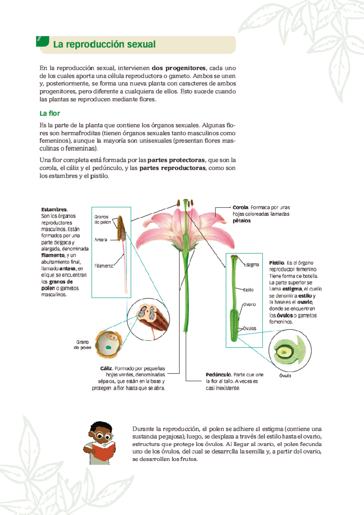 LA FLOR - Reproducción Sexual y Partes Importantes - Studocu