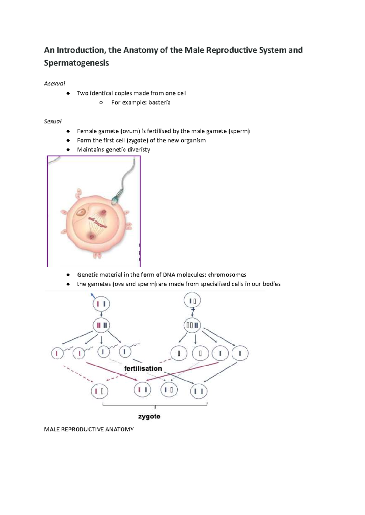 Anatomy of the Male & Female Reproductive Systems: A Detailed Overview ...