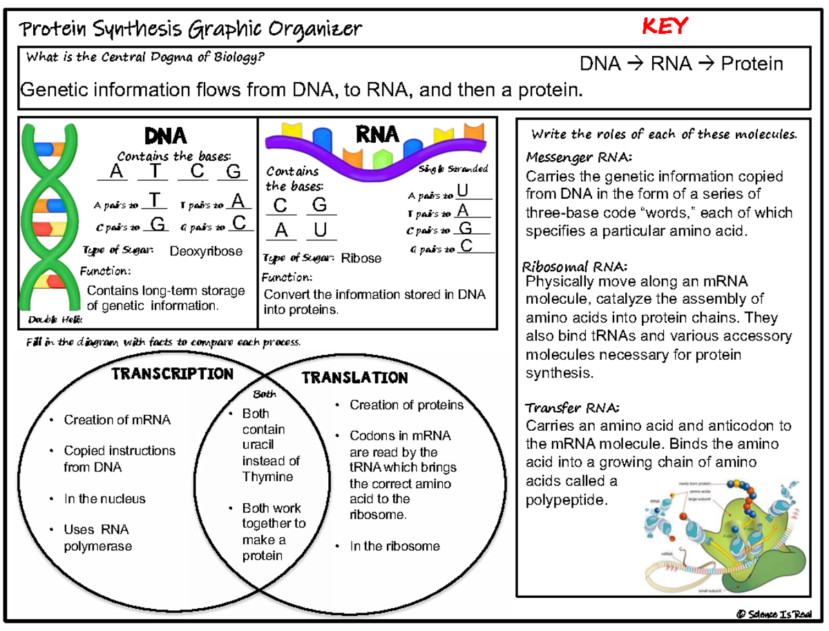 Protein Synthesis Graphic Organizer & Key: Central Dogma Overview - Studocu