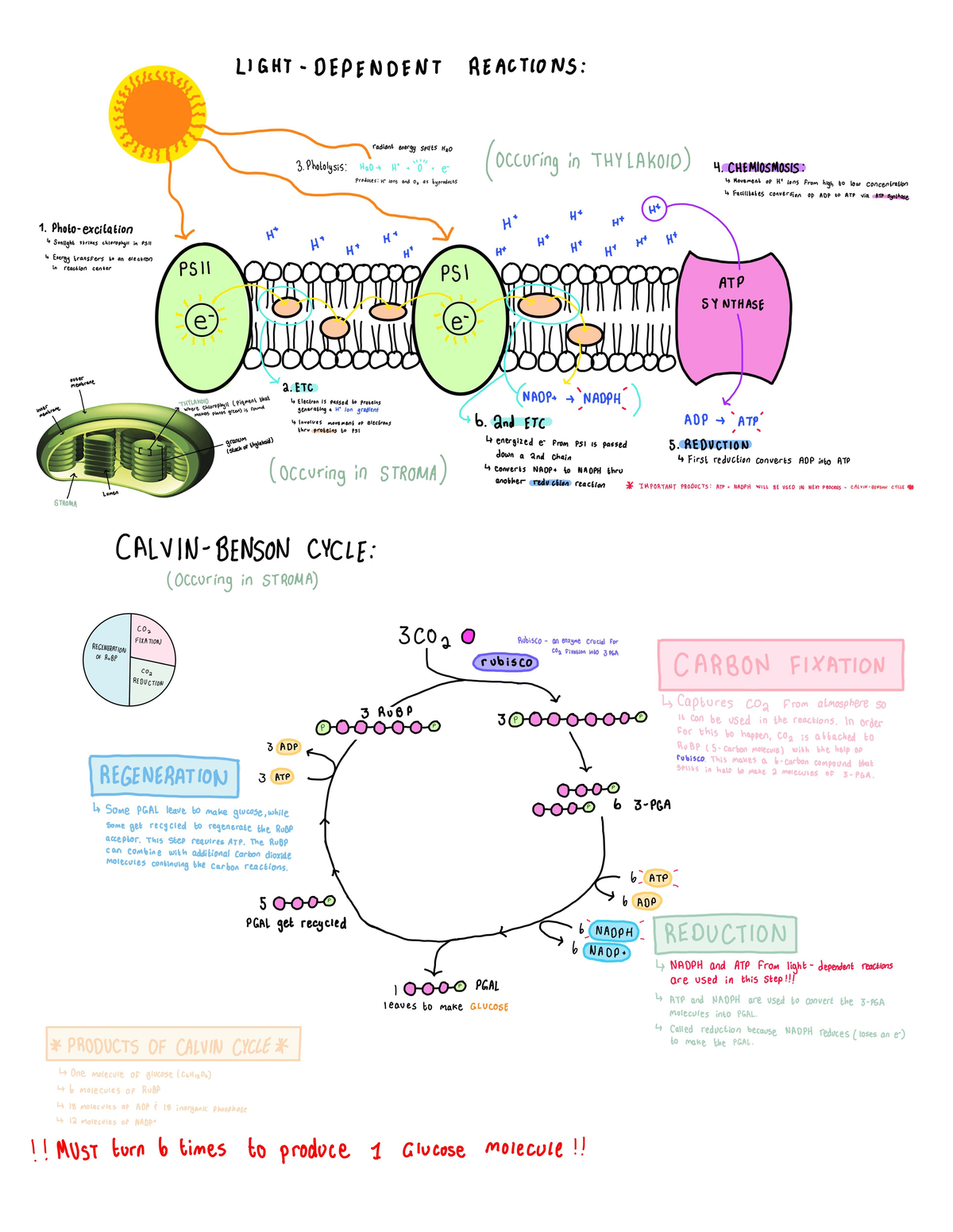 Bio 20: Light-Dependent Reactions & Calvin Cycle Overview - Studocu