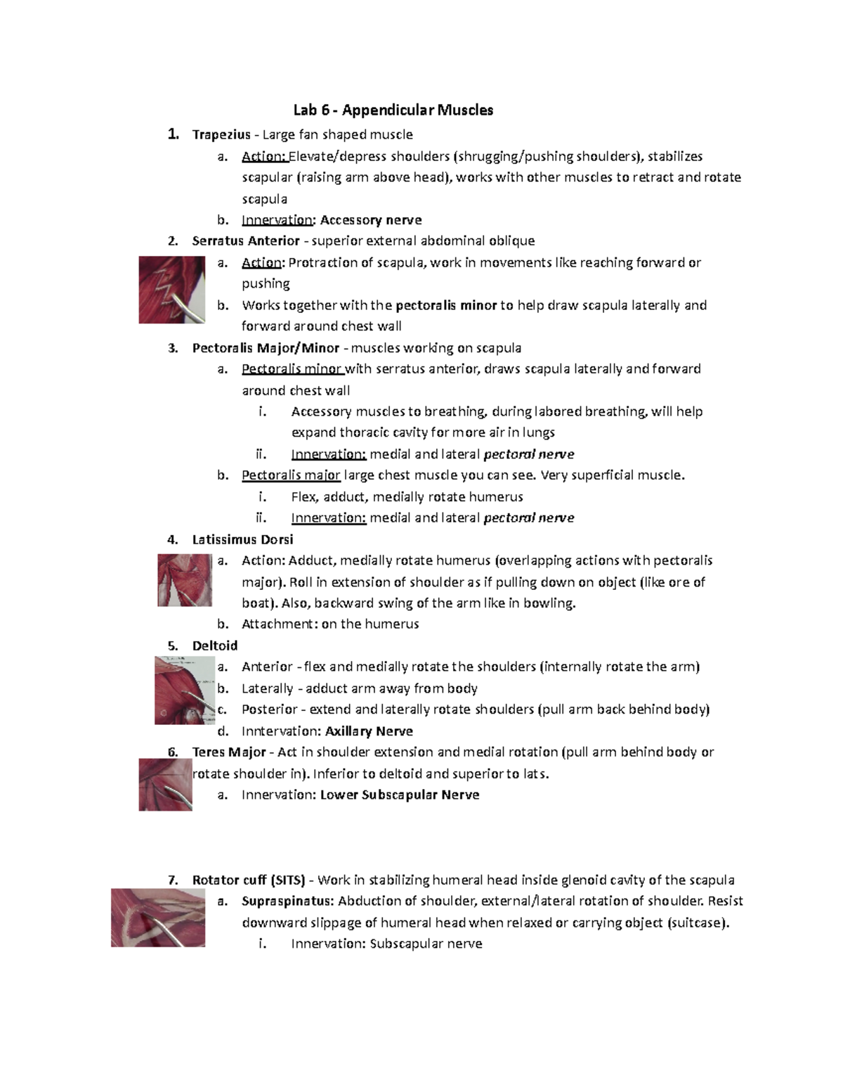 Lab 6 - Detailed Study on Appendicular Muscles and Their Functions - Studocu