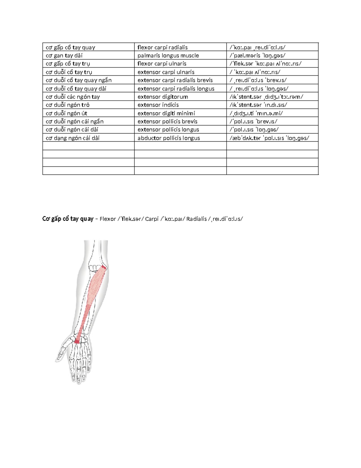 Cơ Cẳng Tay: Các Cơ Bắp Forearm Muscles (ANH VIỆT) - Studocu