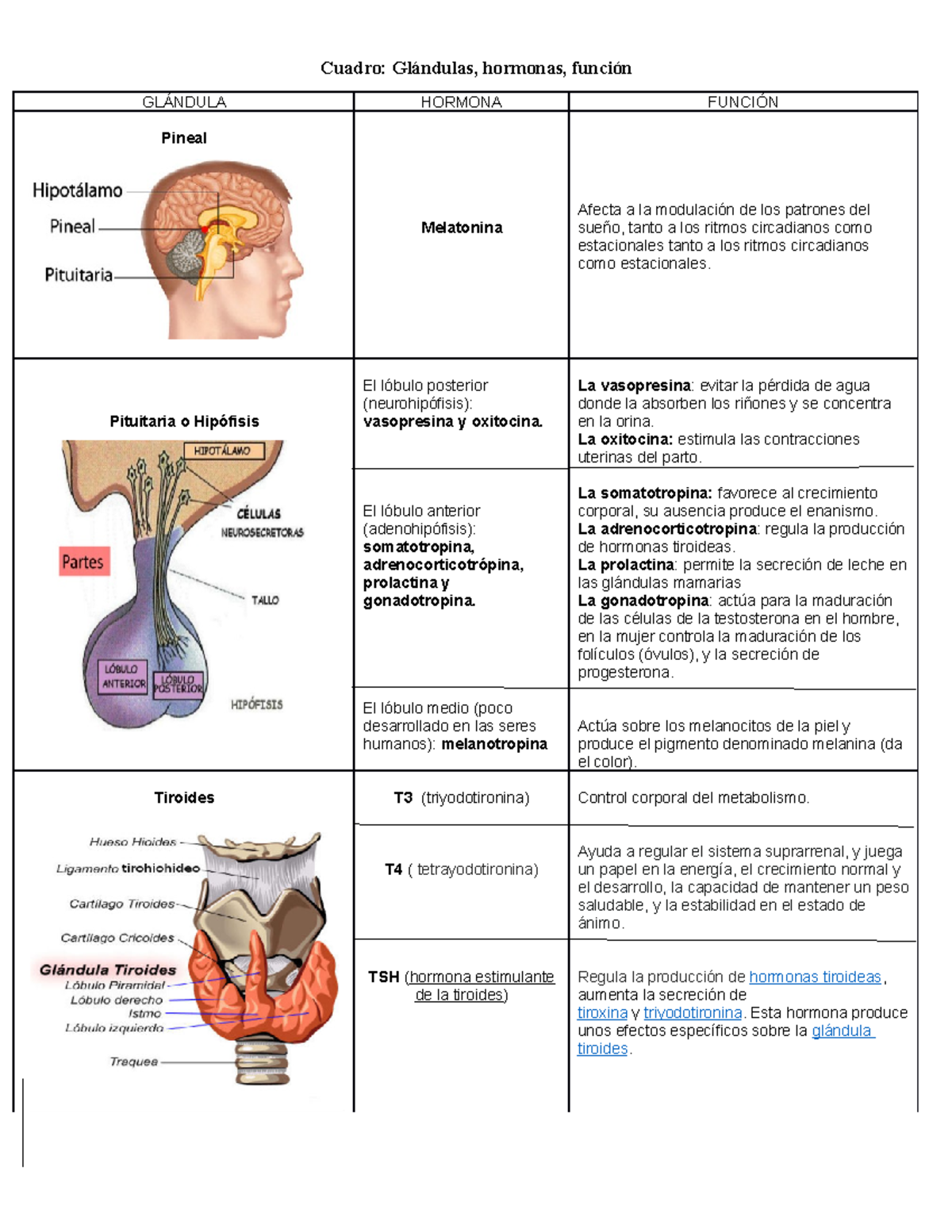 Cuadro Sistema Endocrino - Cuadro: Glándulas, hormonas, función GLÁNDULA HORMONA FUNCIÓN Pineal ...
