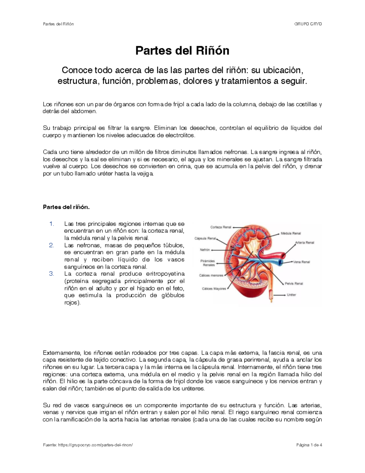 Partes del Riñón: Estructura, Función y Enfermedades Comunes - Studocu