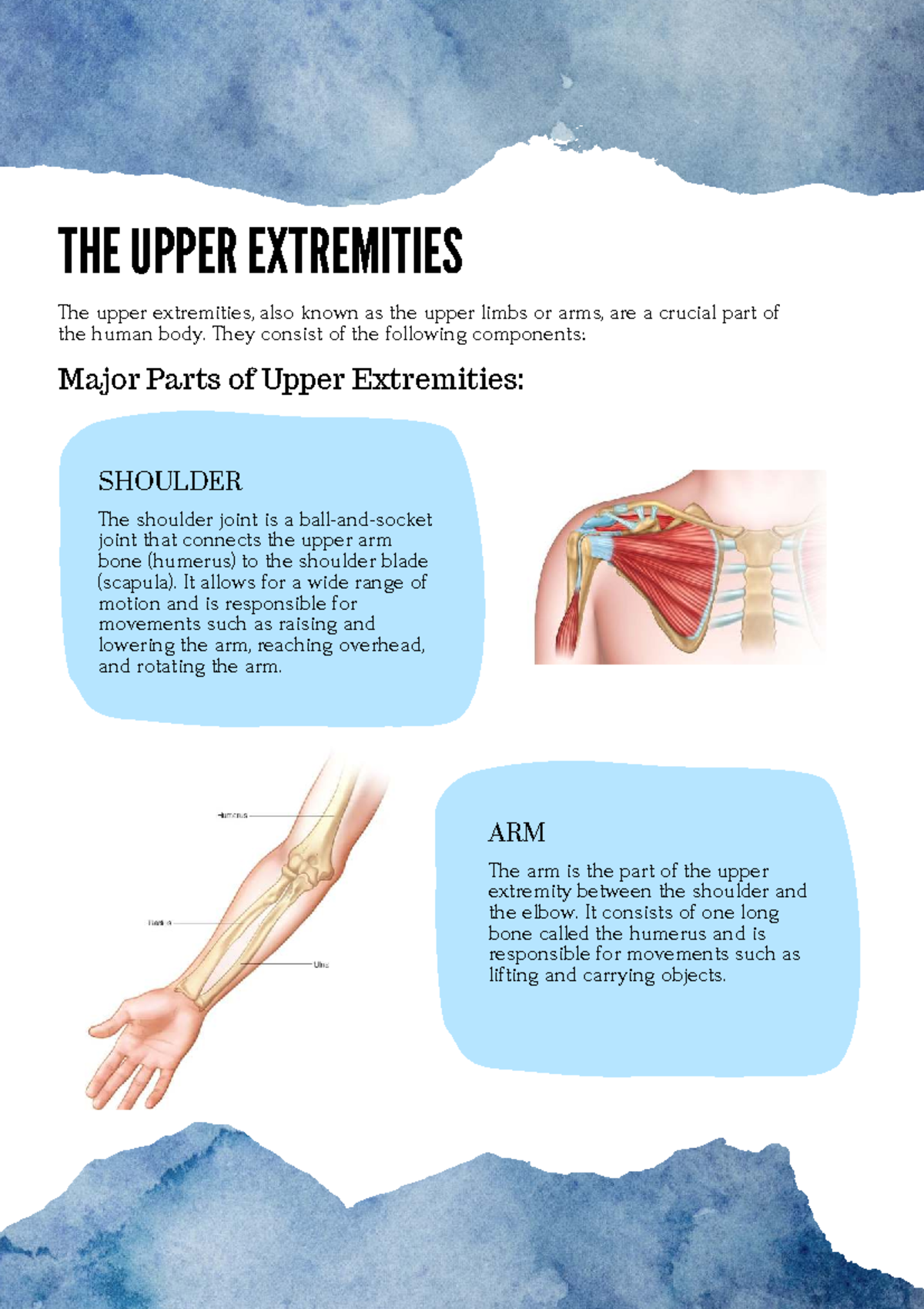Upper and Lower Extremities Overview: Anatomy and Functions - Studocu