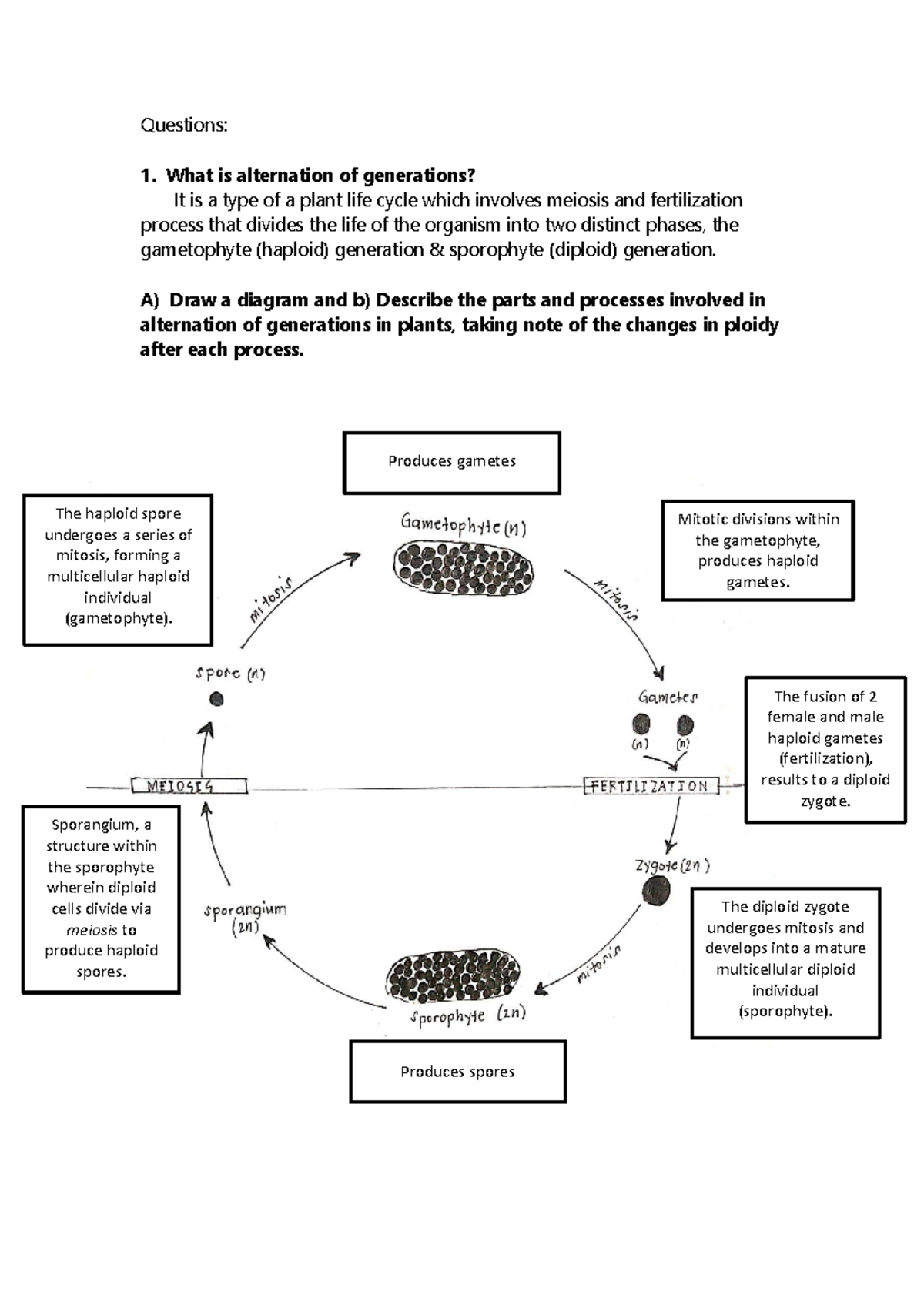 BOT 111 Assignment 4: Understanding Alternation of Generations in ...