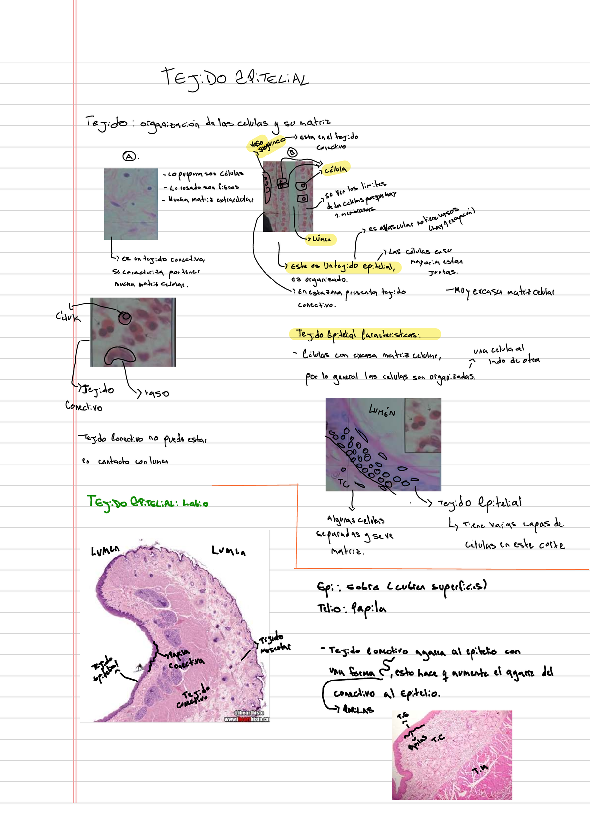 TEJIDO EPITELIAL: Organización Celular y Matriz Extracelular - Nnnno ...