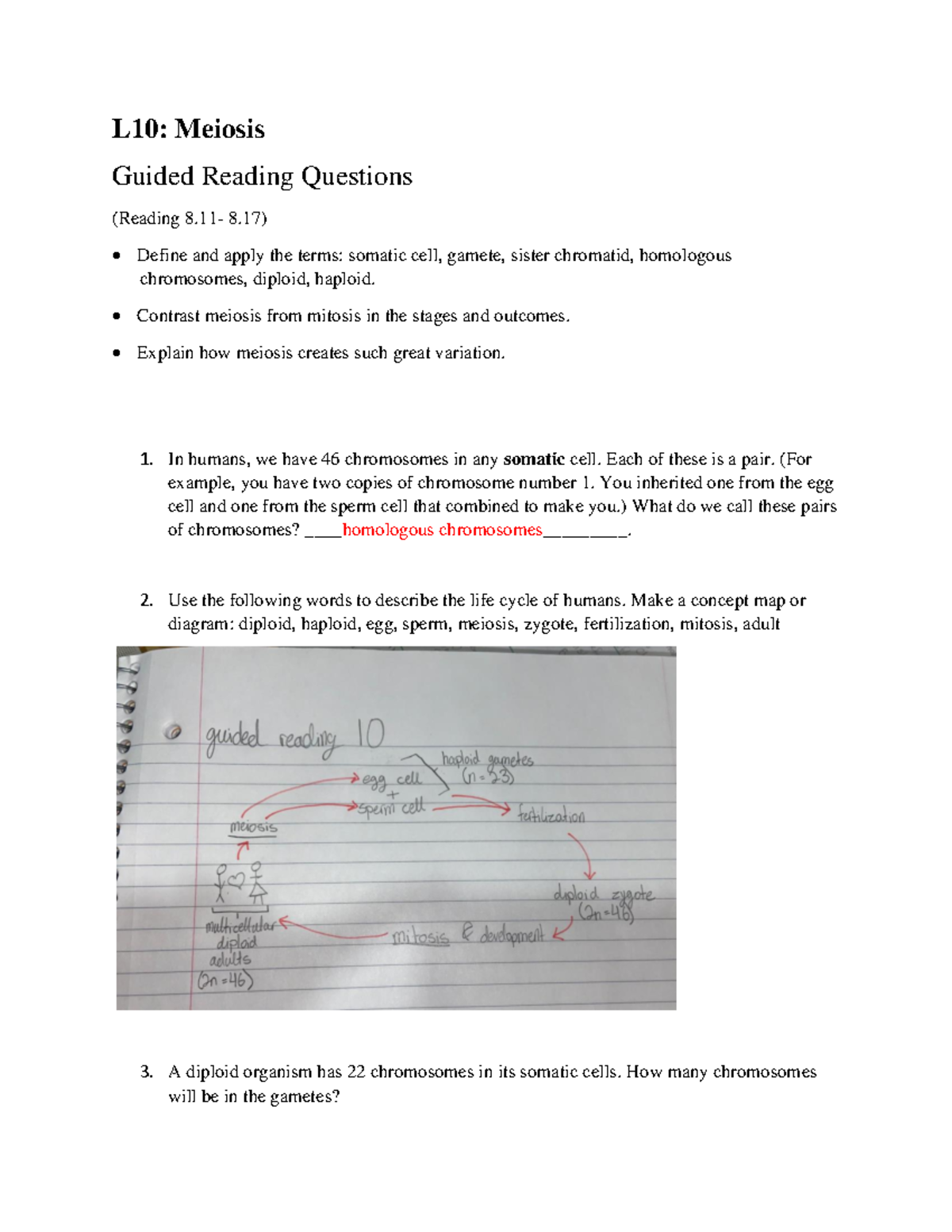 Bio guided reading 10 - L10: Meiosis Guided Reading Questions (Reading ...