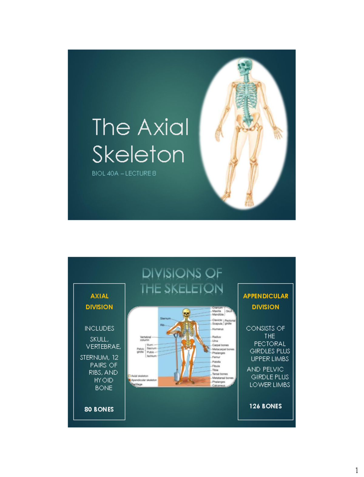 BIOL 40A - Lecture 8: Overview of the Axial Skeleton Anatomy - Studocu