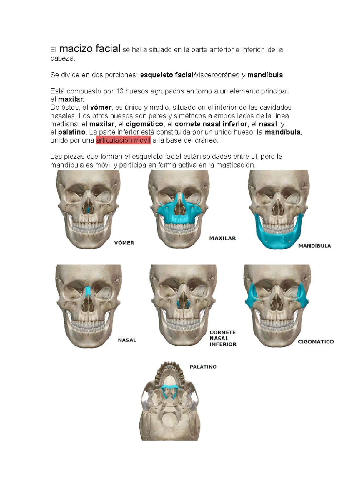 resumen anatomia - ÍNDICE RESUMEN ANATOMÍA FOSAS NASALES Y SENOS - Studocu