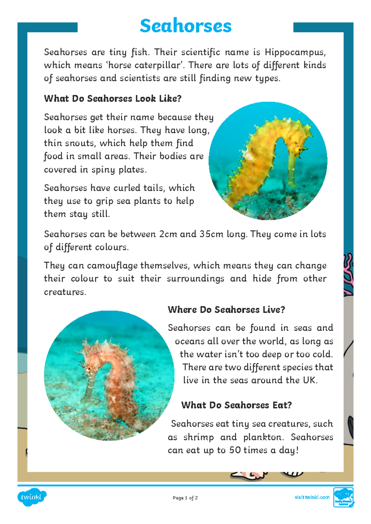 Seahorse Facts: Habitat, Diet, and Unique Characteristics - Studocu