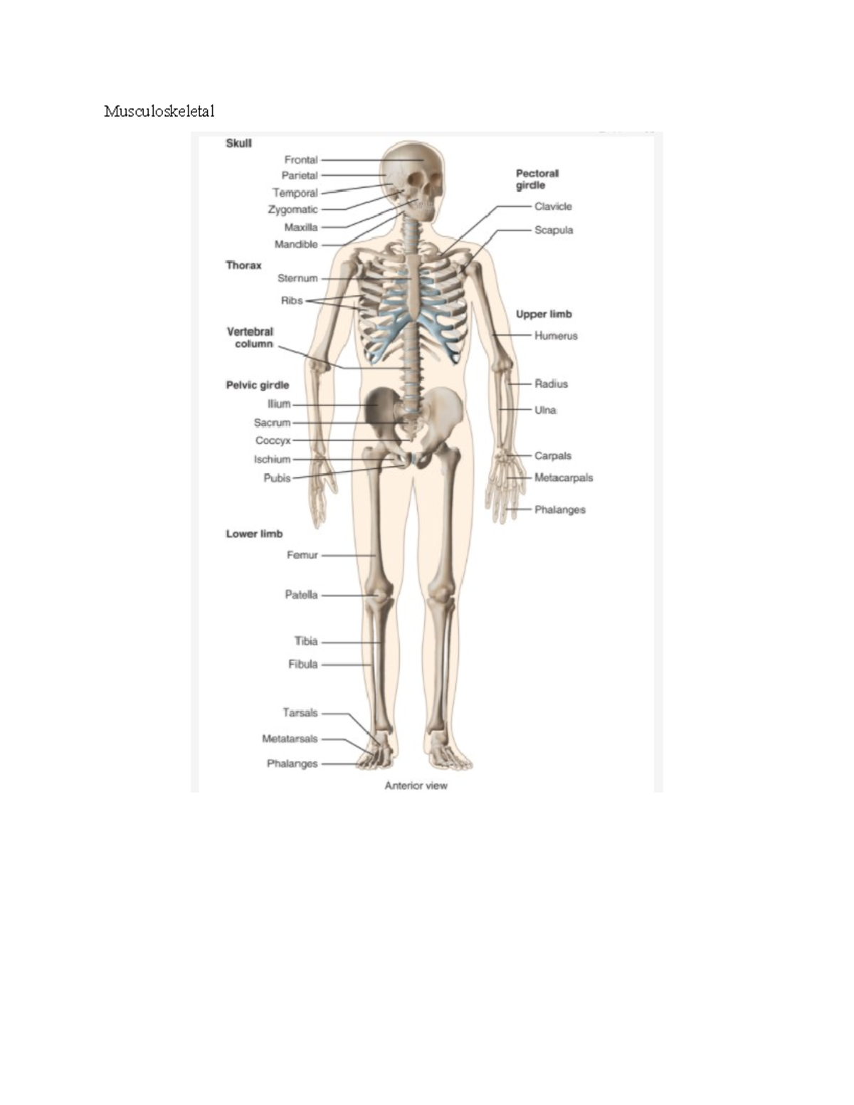 Musculoskeletal Study Guide - Musculoskeletal The musculoskeletal ...