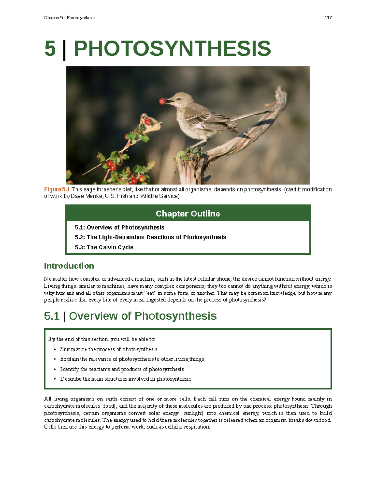 Photosynthesis Overview: The Light-Dependent Reactions & Calvin Cycle ...