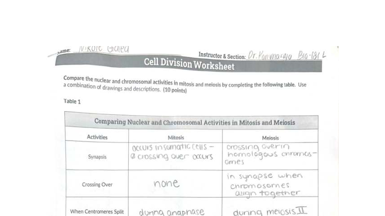 NGalea Cell Division Lab: Mitosis & Meiosis Comparison Worksheet - Studocu