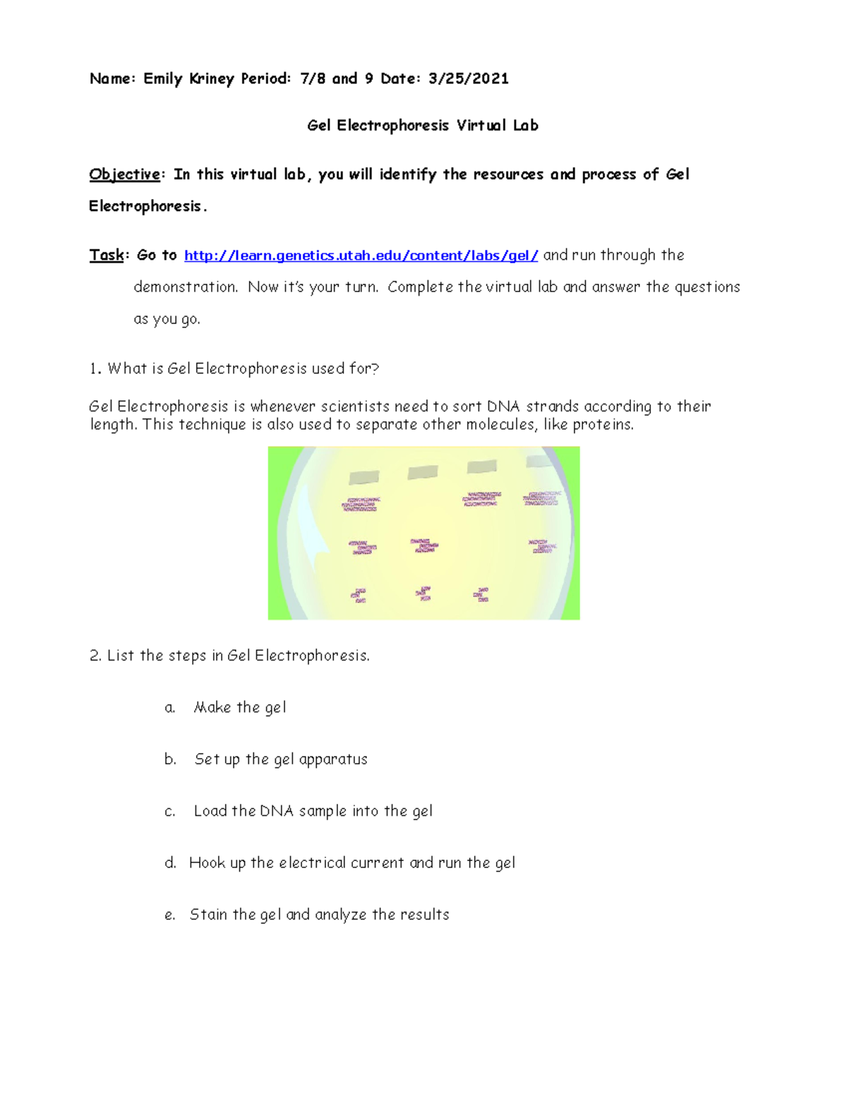 Gel Electrophoresis Virtual Lab Guide: Steps & Analysis - Studocu