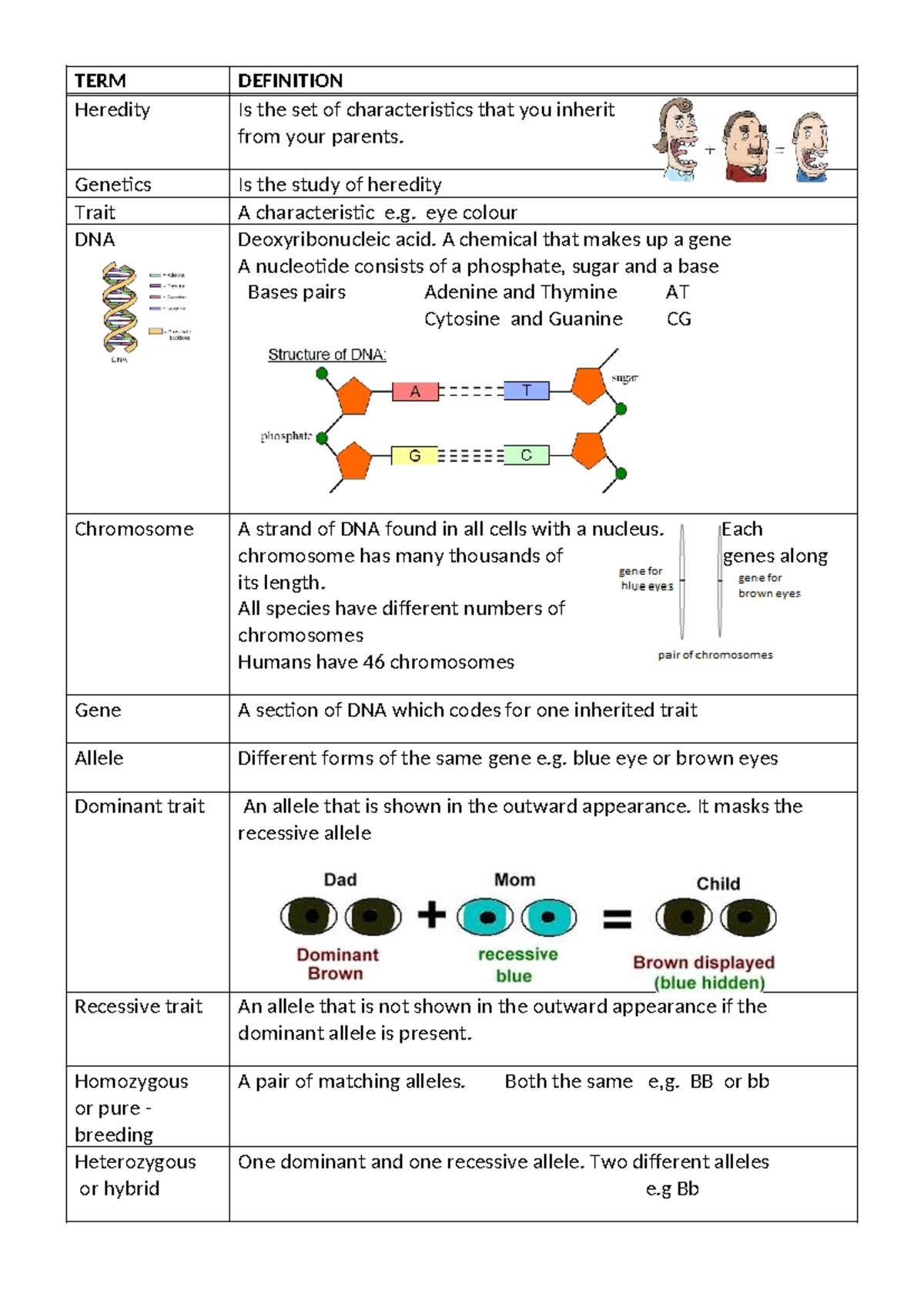 Genetics Glossary 2021: Key Terms and Definitions - Studocu
